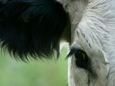 First “Ag-Gag” Prosecution: This Utah Woman Filmed a Slaughterhouse ...