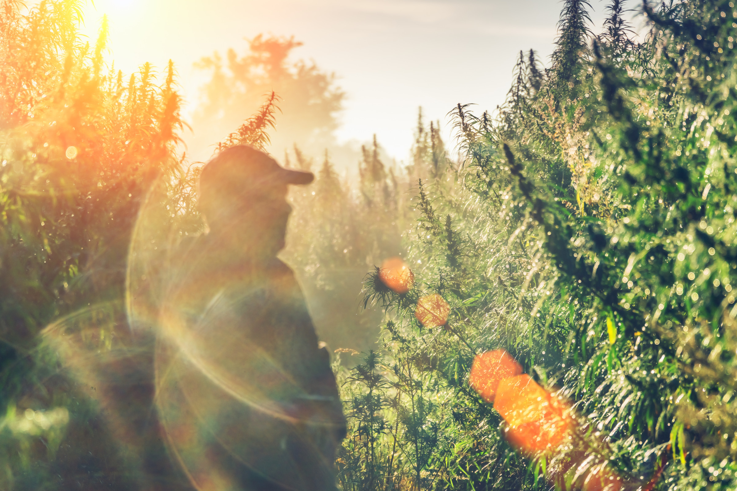 Amendment in Farm Bill Bans People With Drug Convictions From Hemp ...