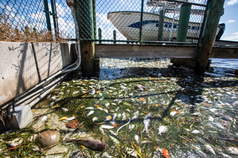Supercharged by Pollution, Florida’s Toxic Algae Crisis Continues ...