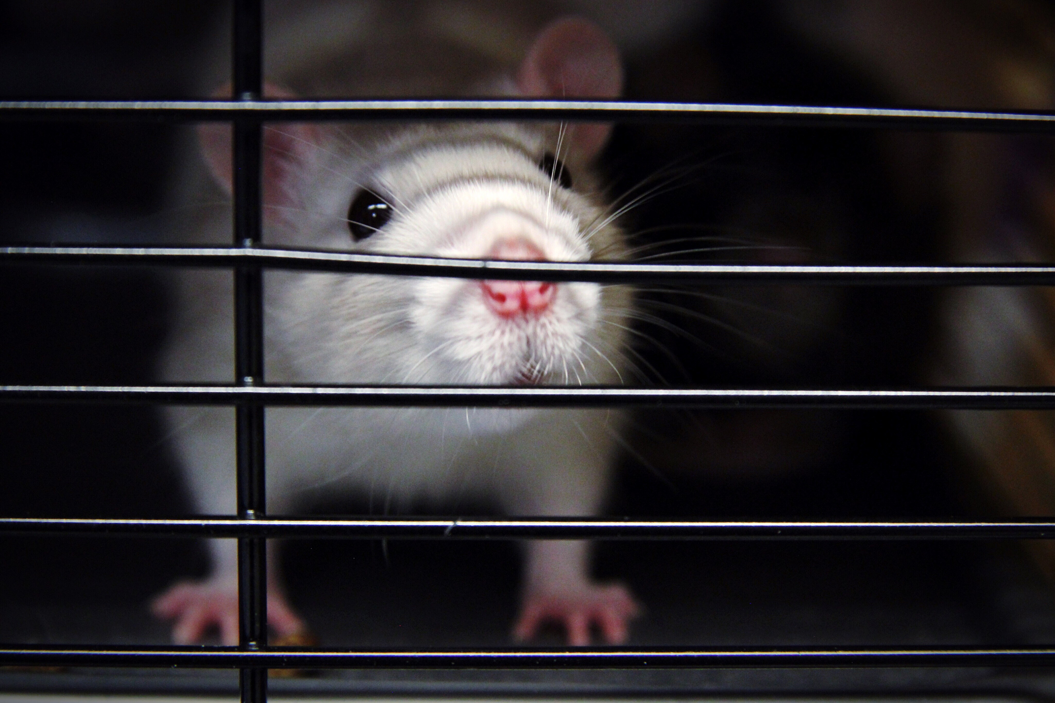 Bipartisan Group of Lawmakers Wants to End EPA’s Cruel Animal Testing ...