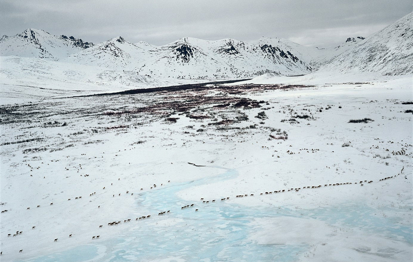 Arctic Drilling Is “Ecocide on an Incredible Diversity of Wildlife ...