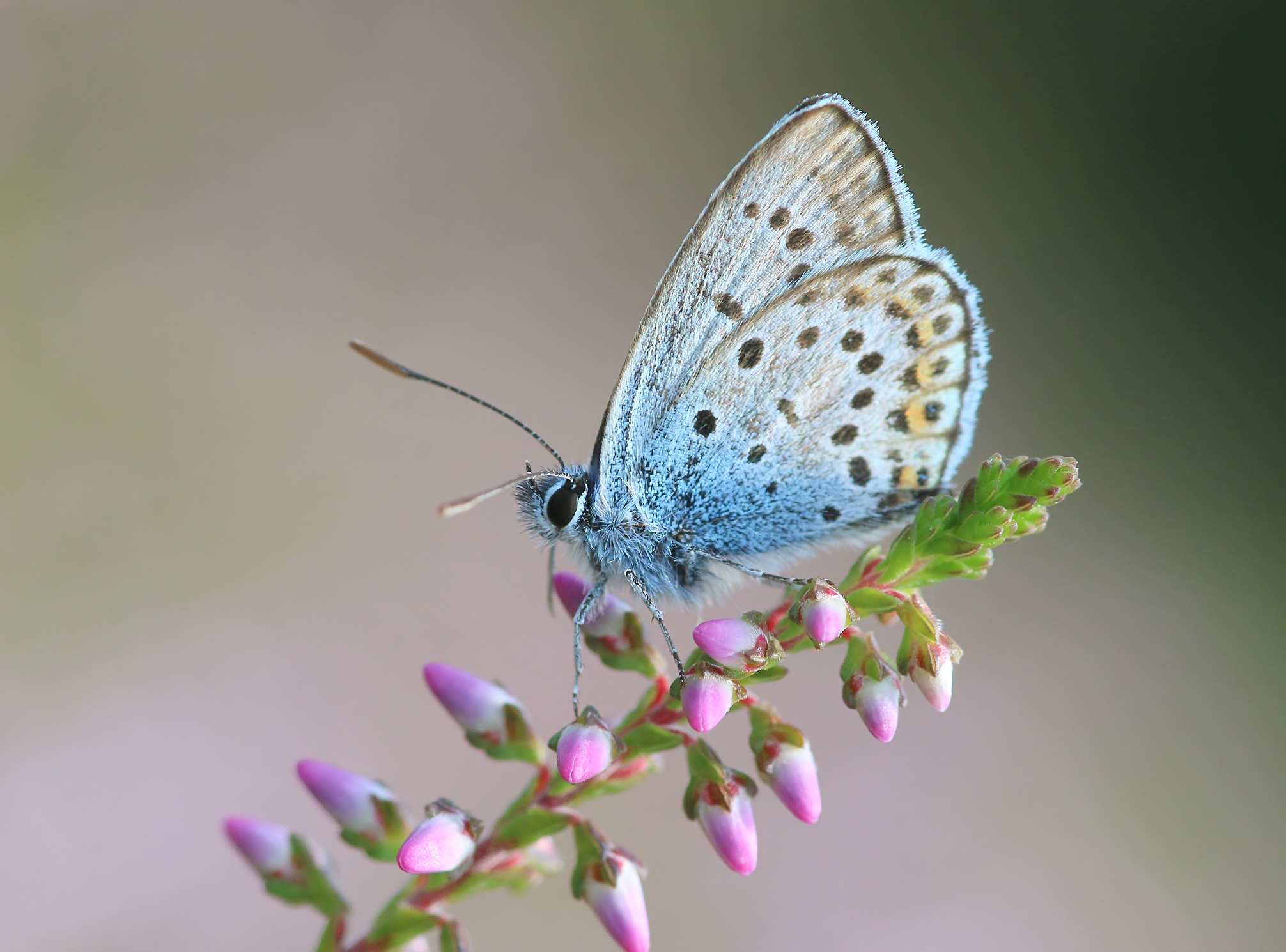 How Worried Should We Be About Declining Insect Populations? | Truthout