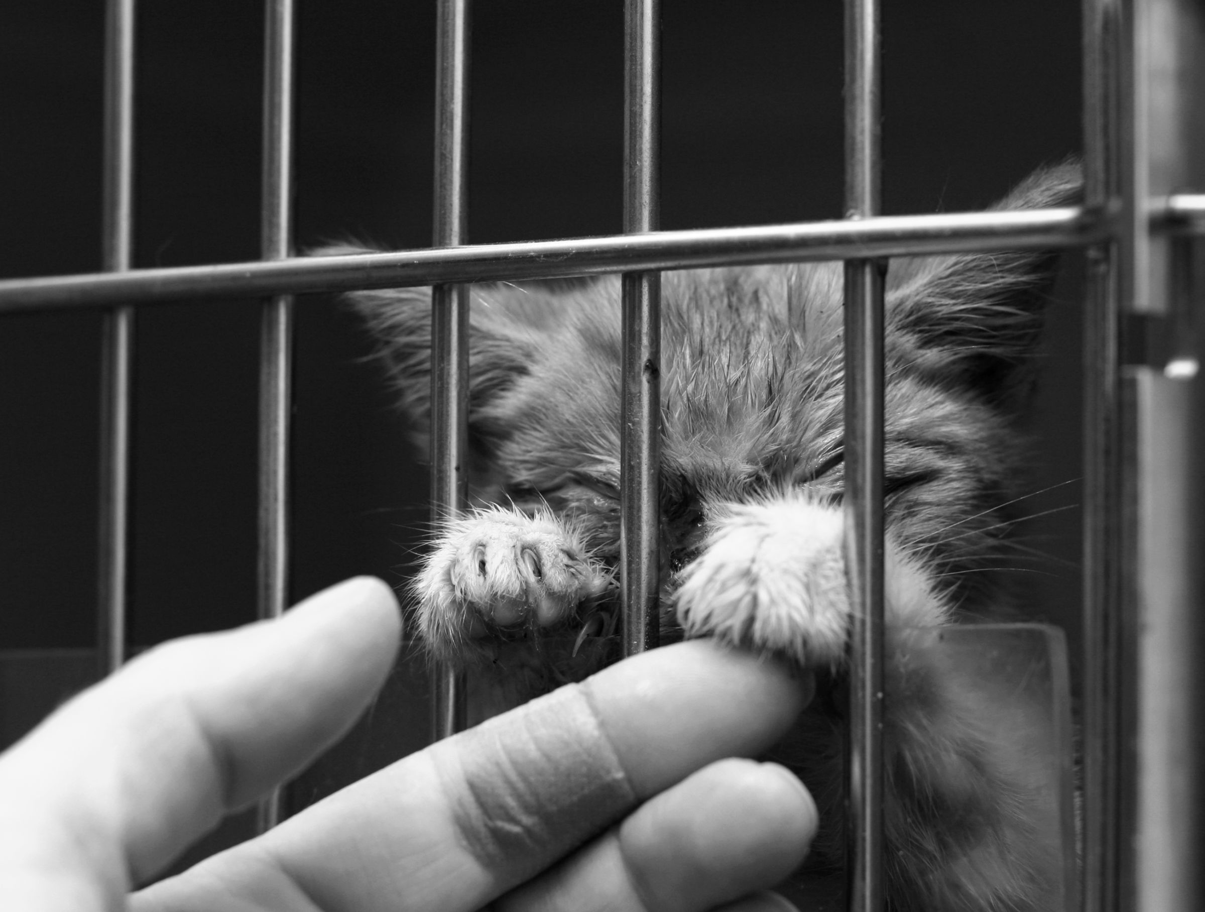 Congress Must Stop USDA’s Animal Experiments, Says Whistleblower | Truthout