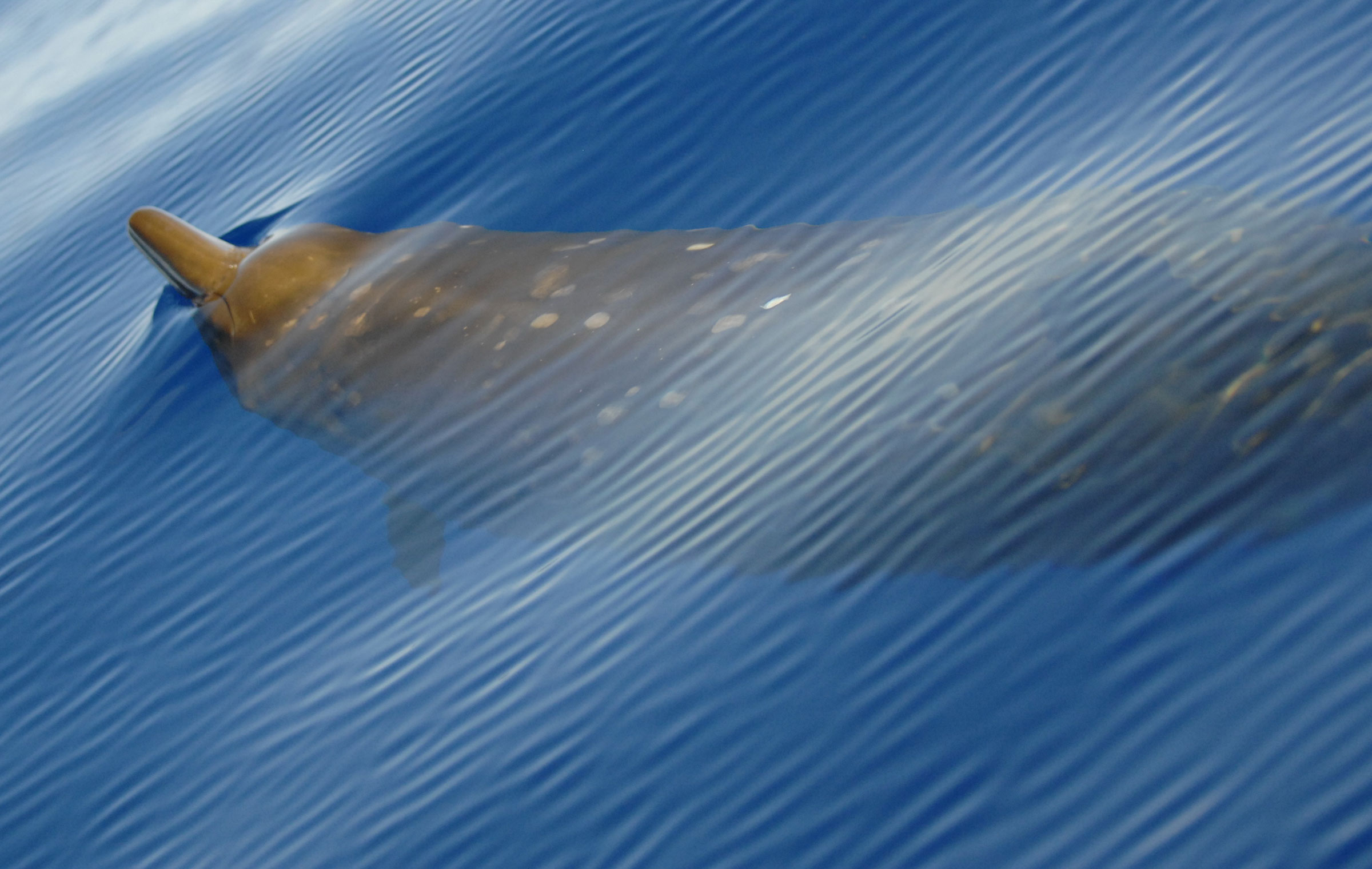 Navy Sonar Is Literally Scaring Whales to Death | Truthout