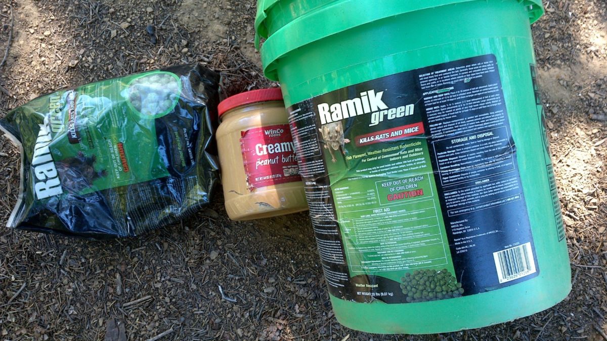 Endangered Wildlife Are Getting Dosed With Rat Poisons | Truthout