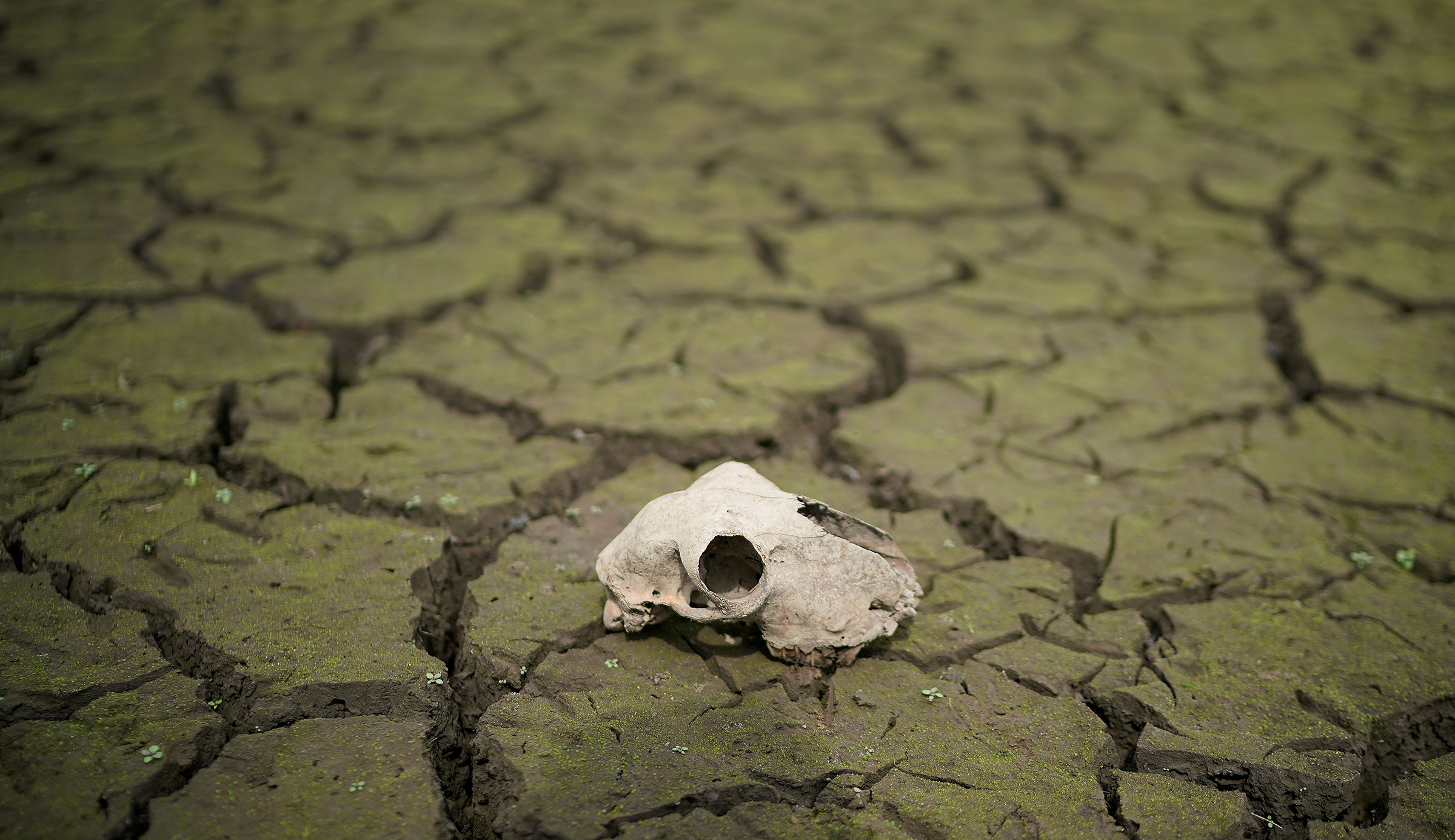 Landmark UN Report to Show We Are in a Human-Induced Extinction Crisis ...