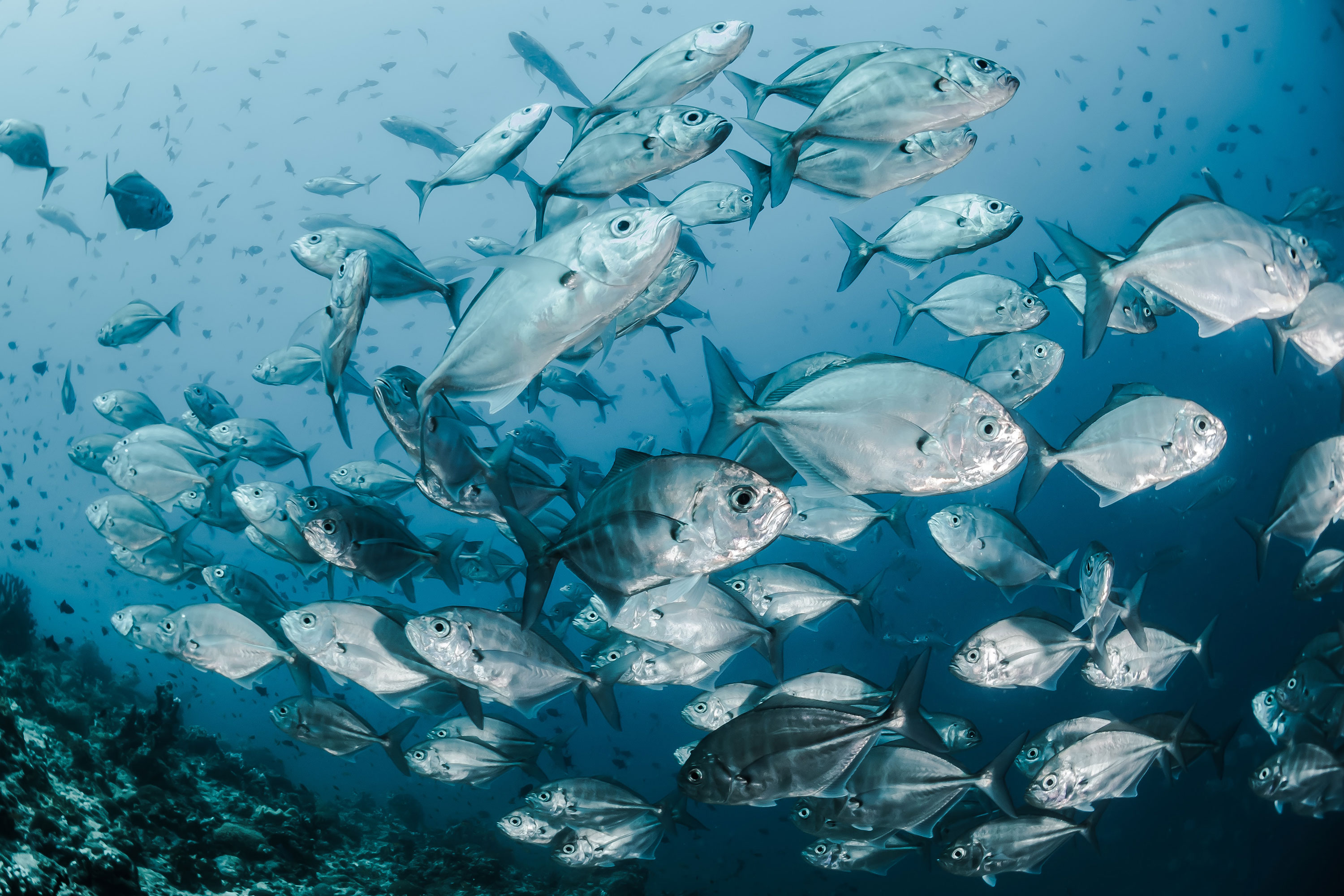 New Report on Ocean Oxygen Loss Gives “Ultimate Wake-Up Call” to Act on ...
