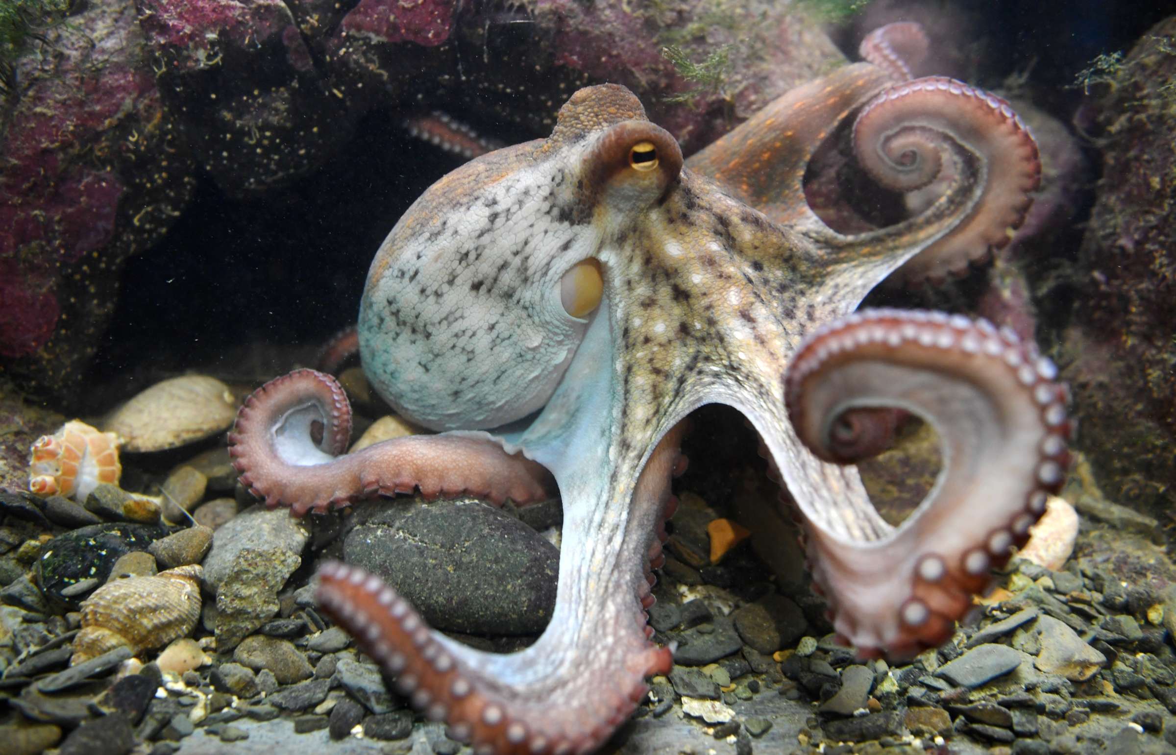 You’re Not So Different From an Octopus: Rethinking Our Relationship to ...