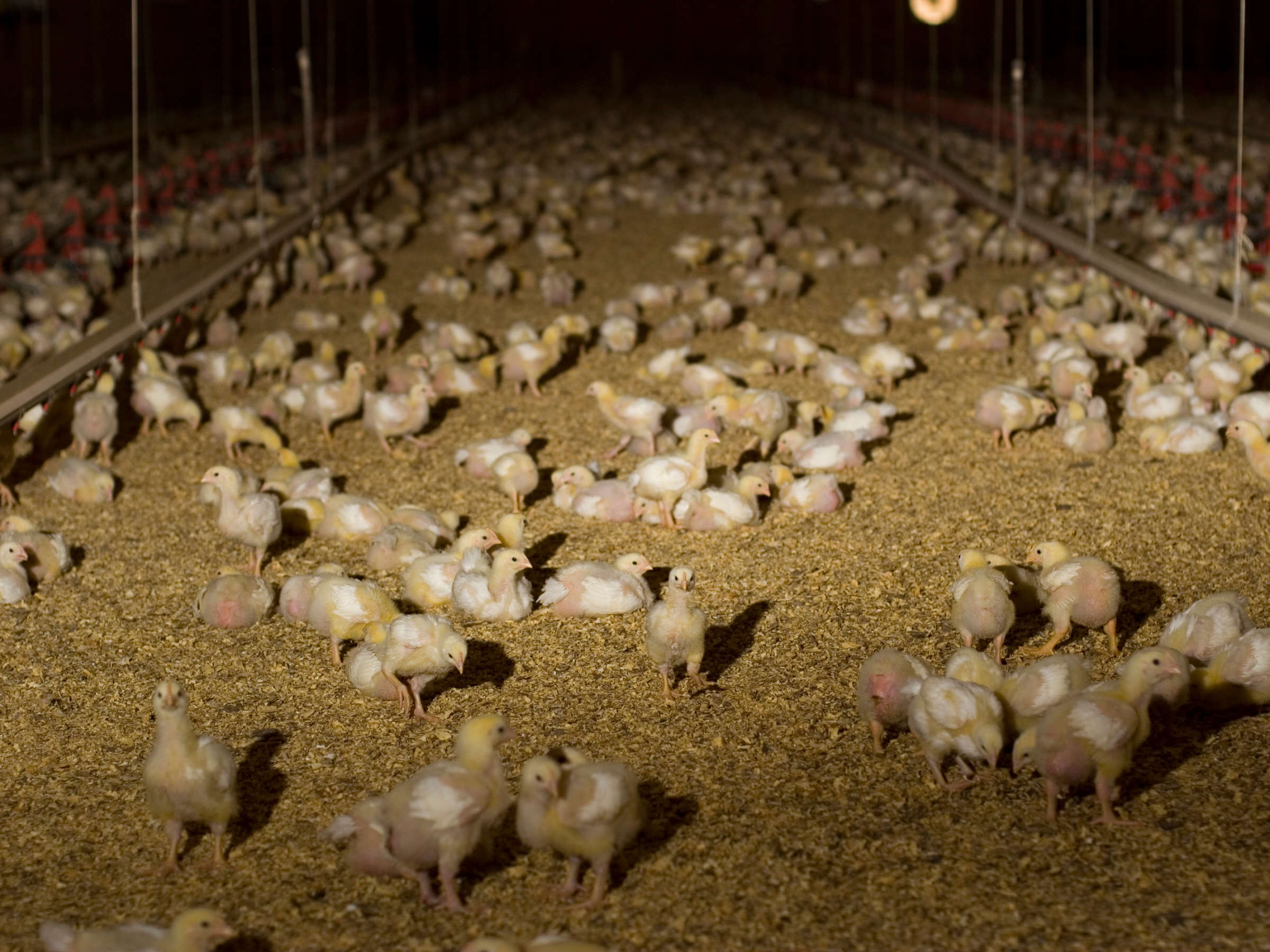 Dog Factory Farms in the United States? Consumers Can End It. | Truthout