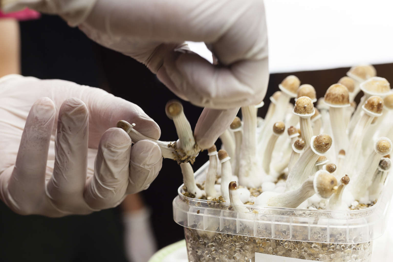 Advocates Push for Washington State to Allow Magic Mushrooms for Dying ...