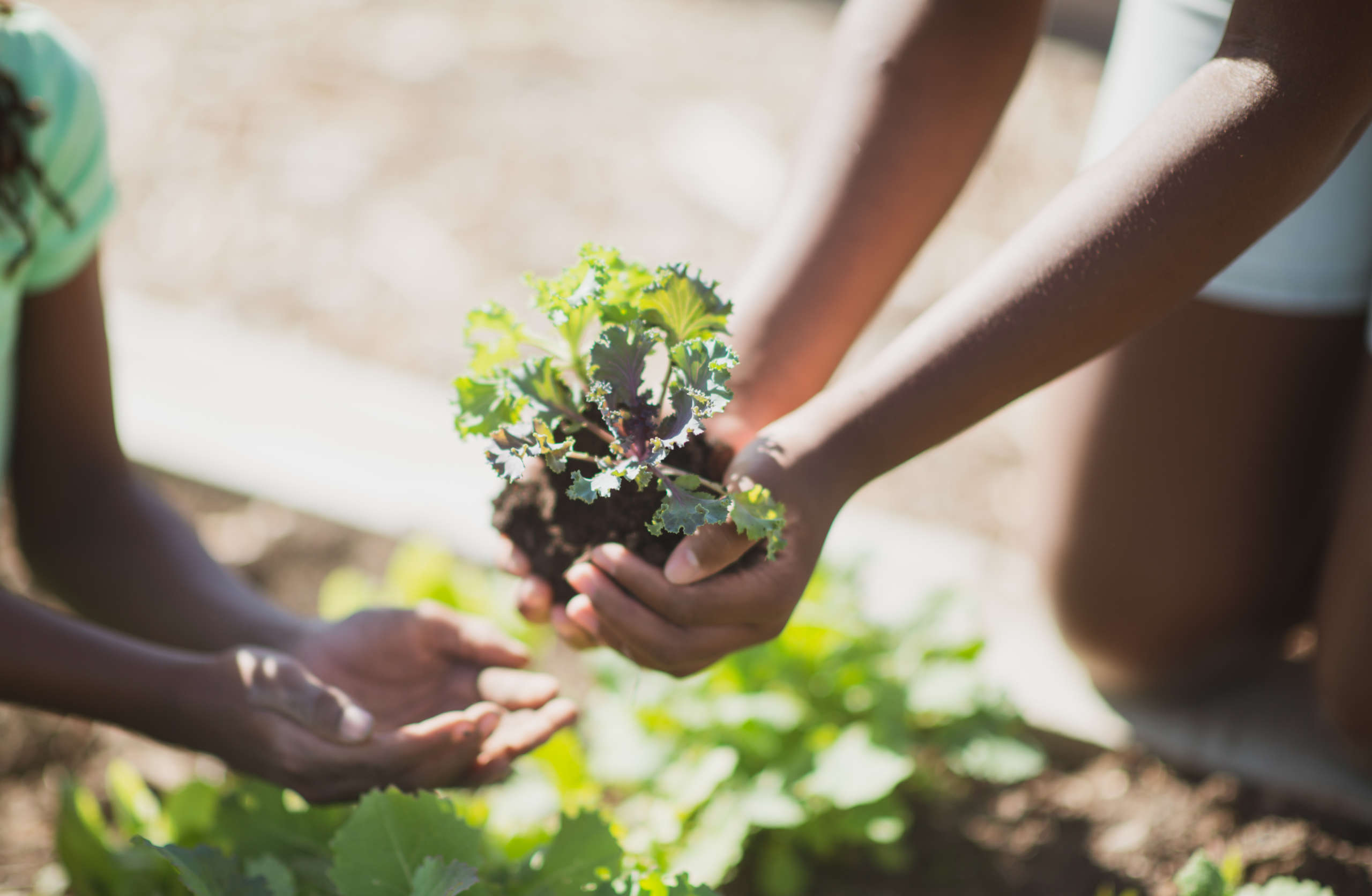 Food Apartheid Threatens BIPOC Children’s Health. Food Sovereignty Is ...
