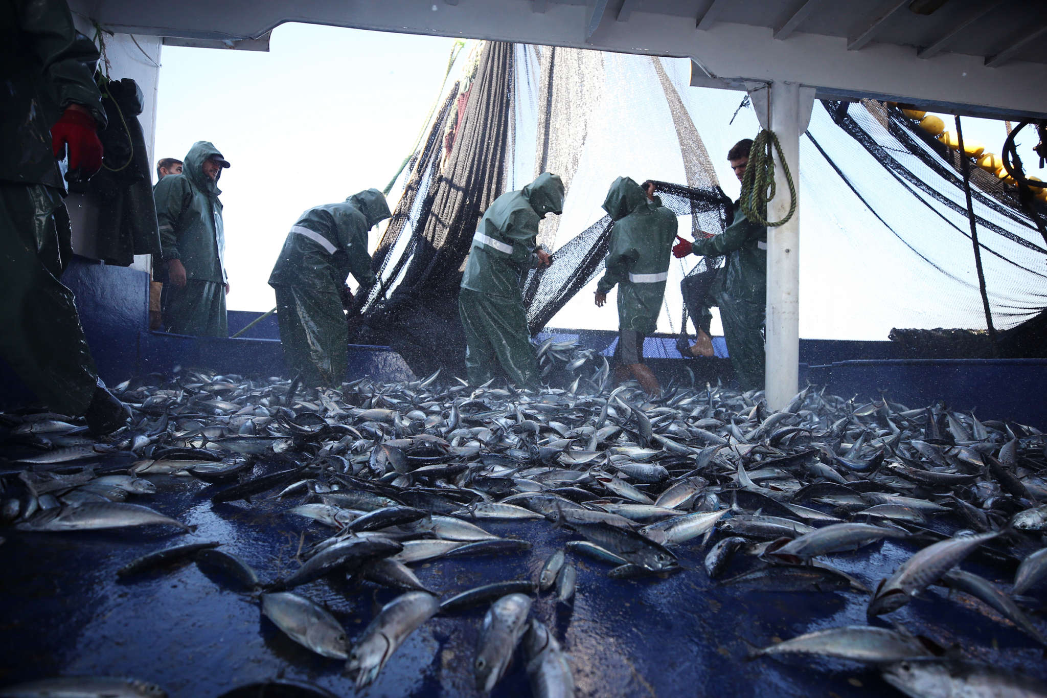 Illegal Fishing Is Pushing Ocean Ecosystems Toward Collapse | Truthout