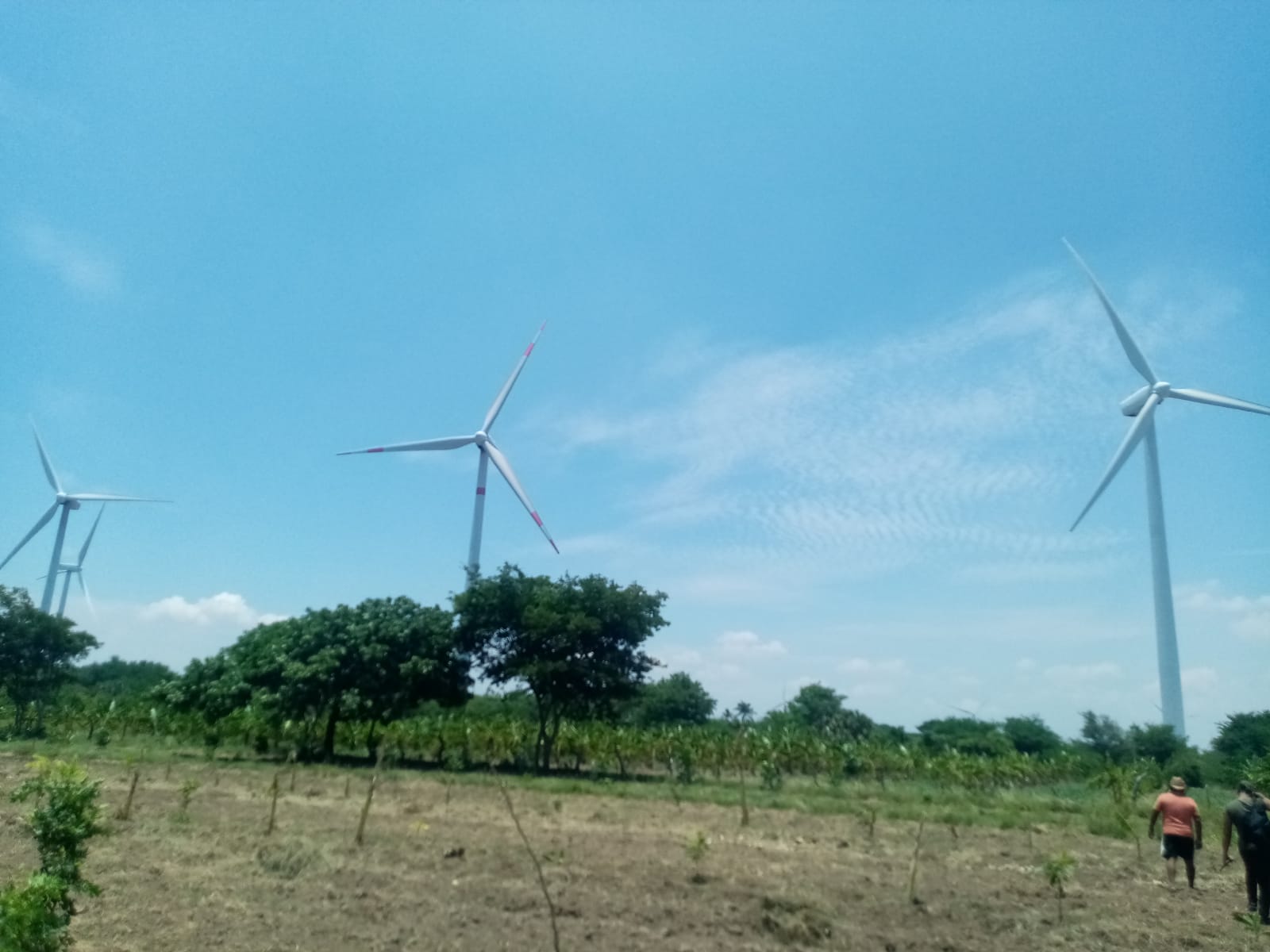 Does Mexico’s Wind Industry Deliver More Dirty Profits Than Clean ...
