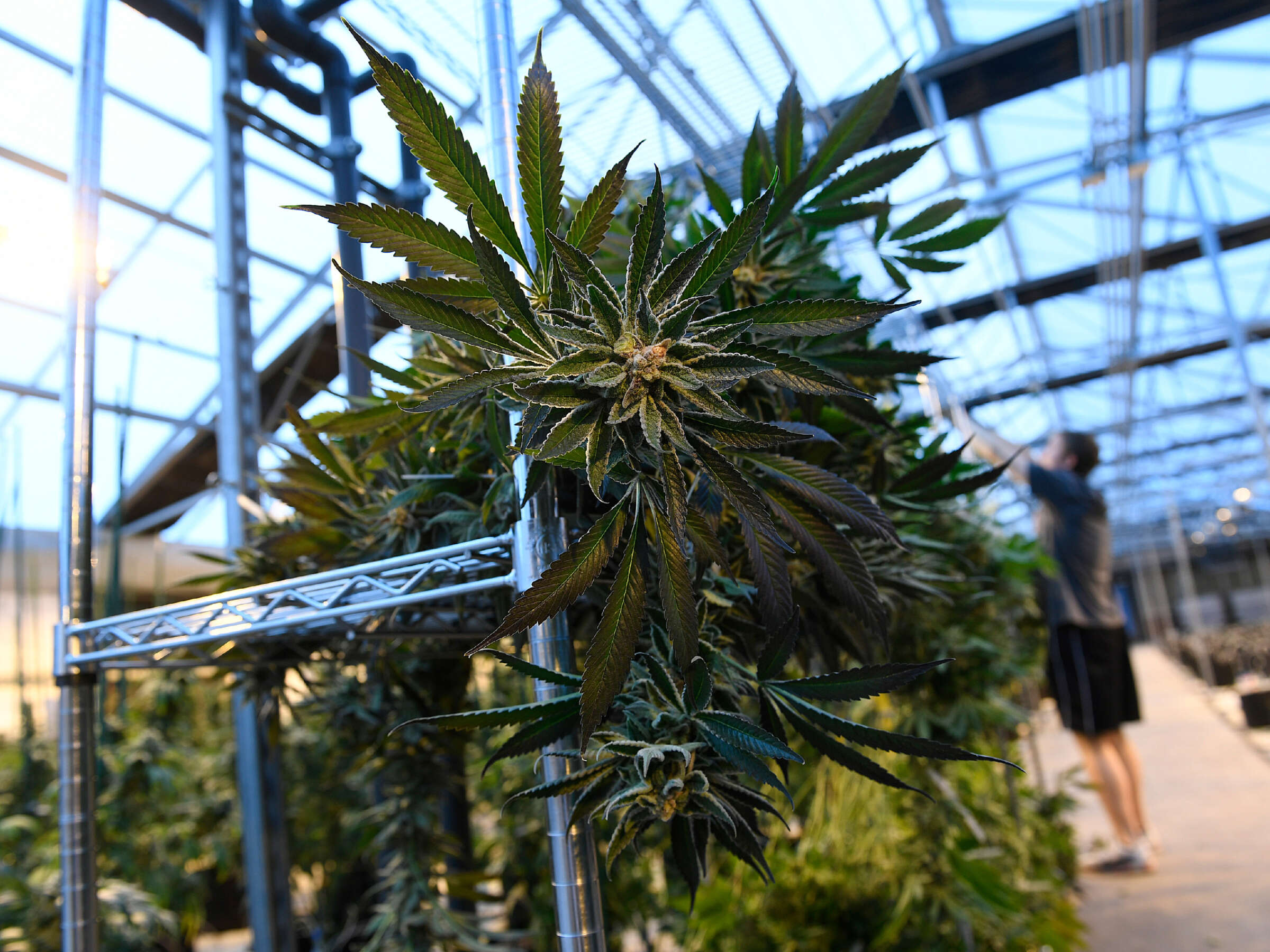 Poll Finds 70 Percent of Americans Back Legal Recreational Marijuana ...