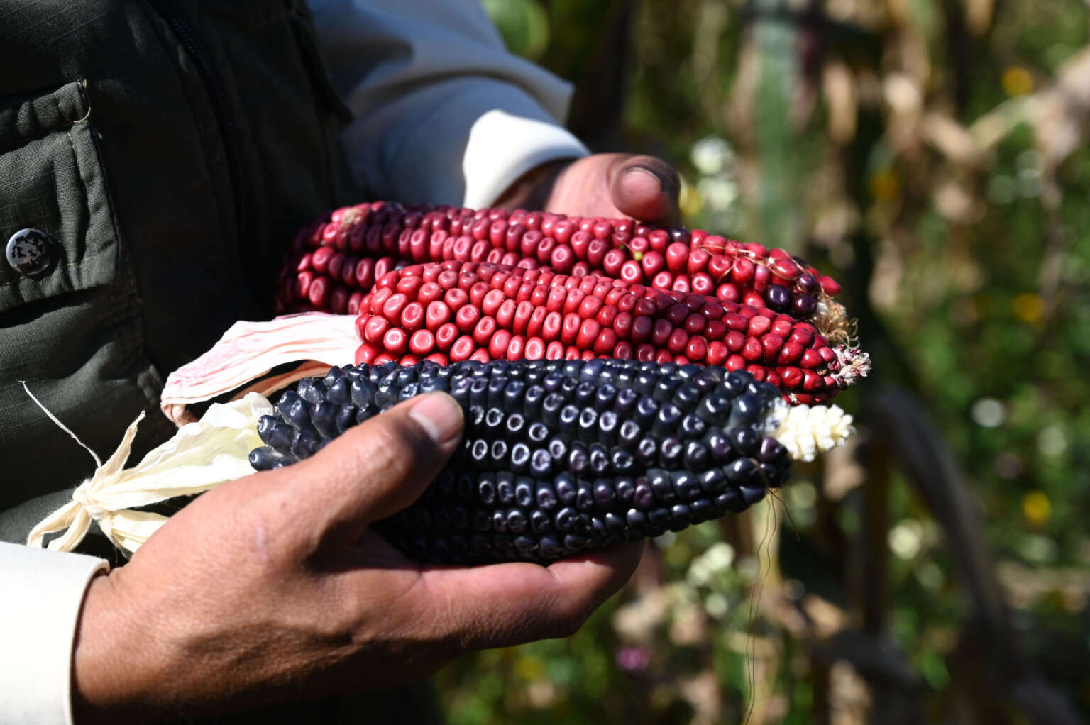 Experts Back Mexico’s Ban on Genetically Modified Corn Amid US Trade ...