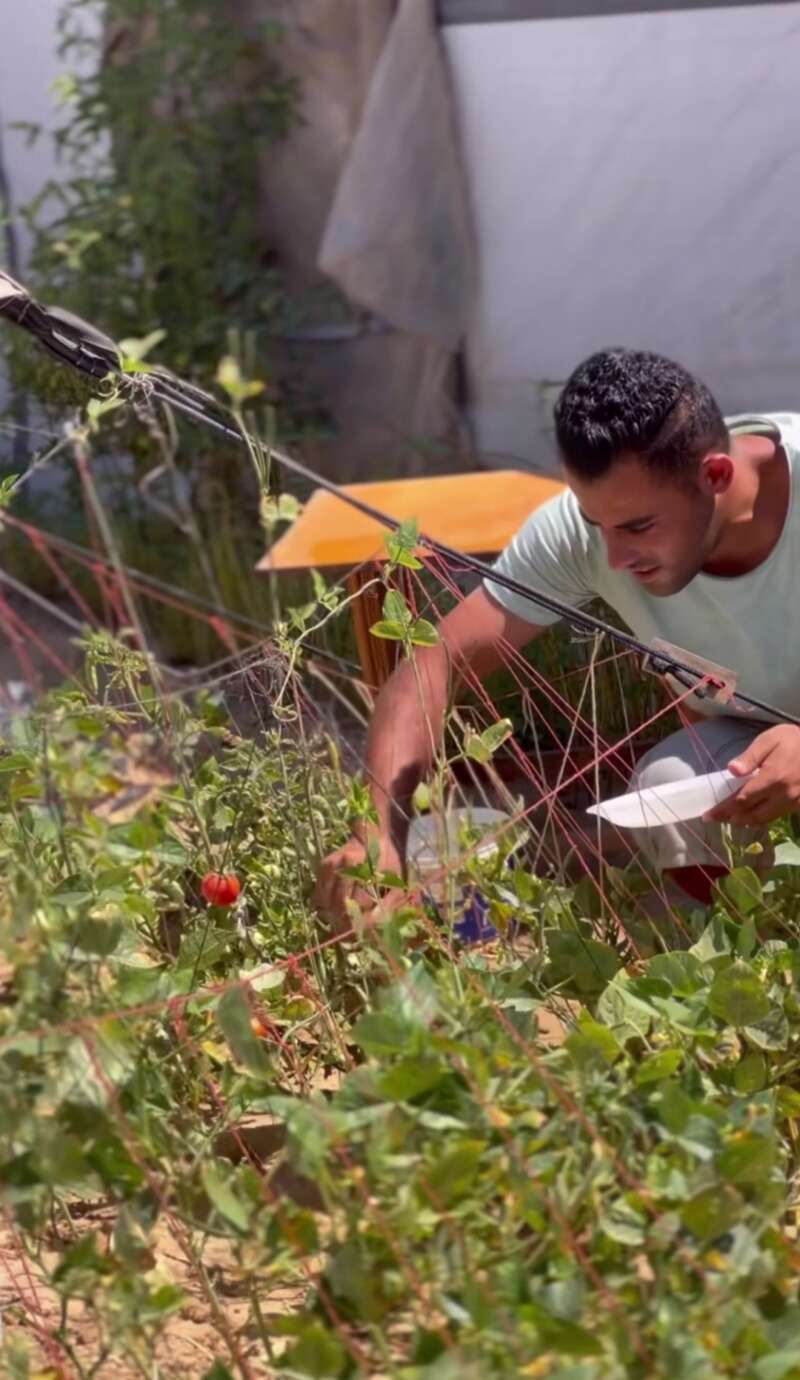 Gaza Farmland Is Destroyed, But Some Are Growing Food Even While ...
