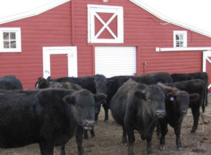 Why Are Cows Tails Dropping Off?