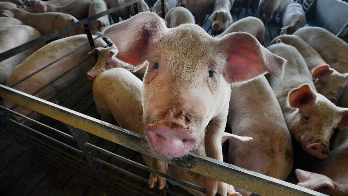 Air Pollution From Livestock and Fertilizers Kills Nearly 18,000 People ...