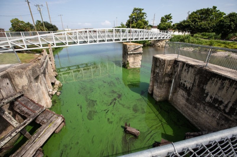 Fueled by Pollution and Unsound Policies, Toxic Algae Overtake Florida ...