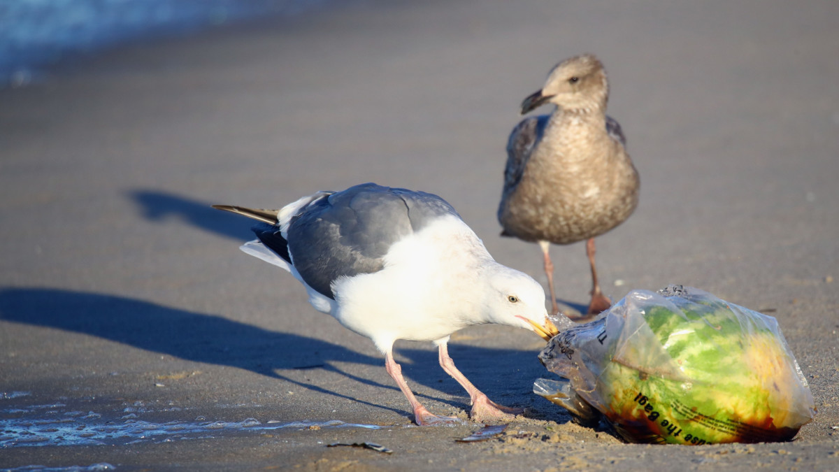 Nearly Every Seabird Will Have Plastic in Its Guts Within Decades