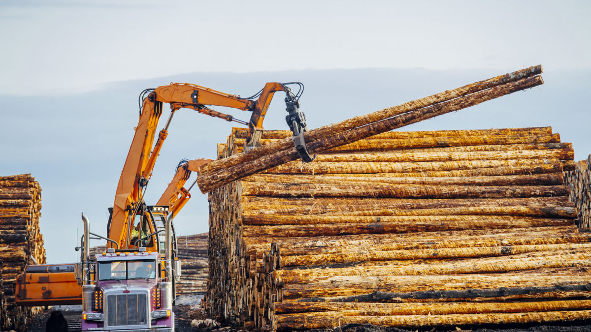 Logging Is the Leading Driver of Carbon Emissions From US Forests