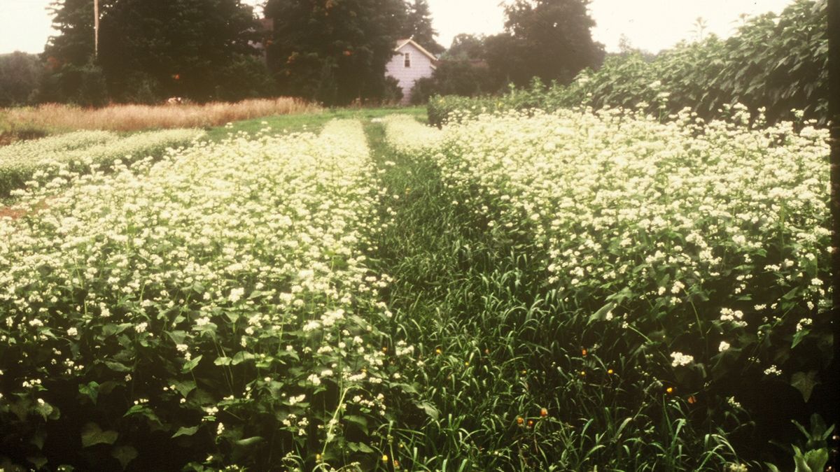 Unfair Food Pricing Is Killing Family Farms and Regenerative Farming