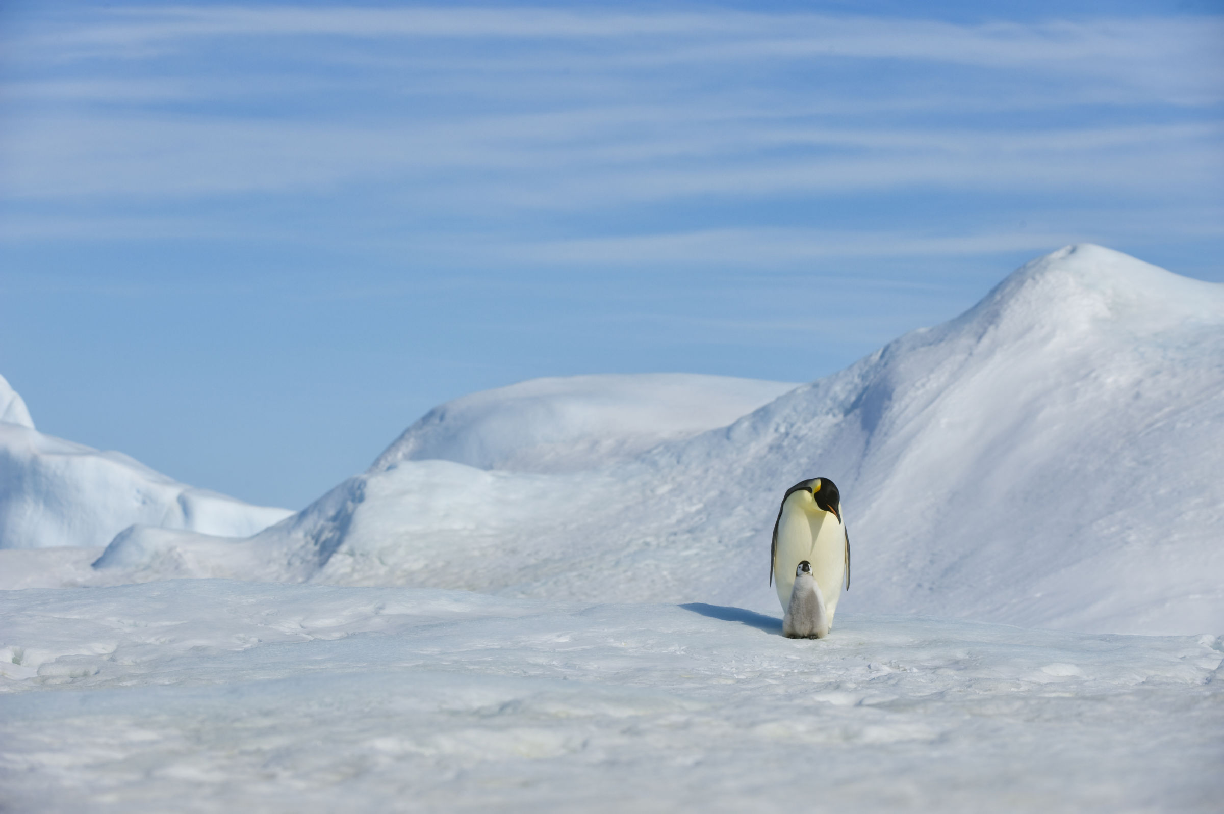 Global Inaction on Climate Change Could Wipe Out Emperor Penguins