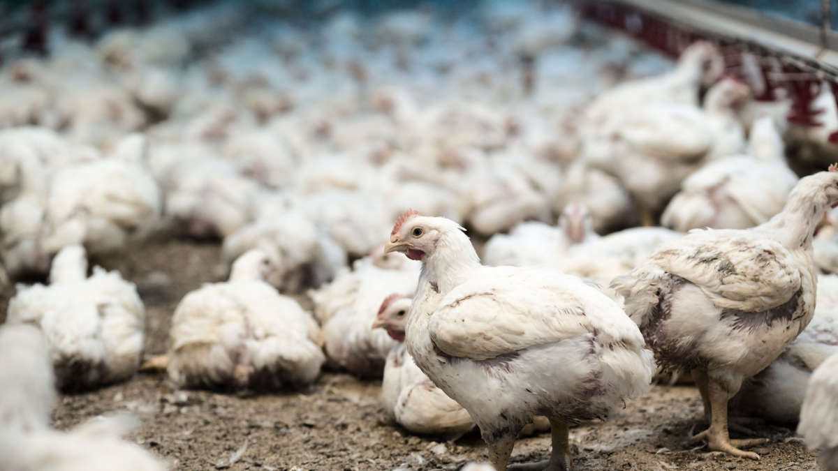 Corporate "Cage-Free" Commitments Are Only Meaningful With Accountability
