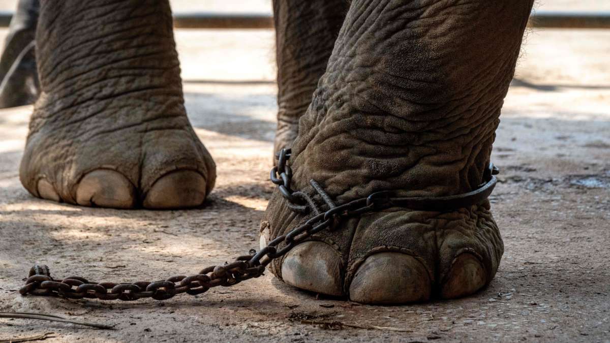 Export Ban Should Make Us Re-examine Captive Life of Wild-Caught Elephants